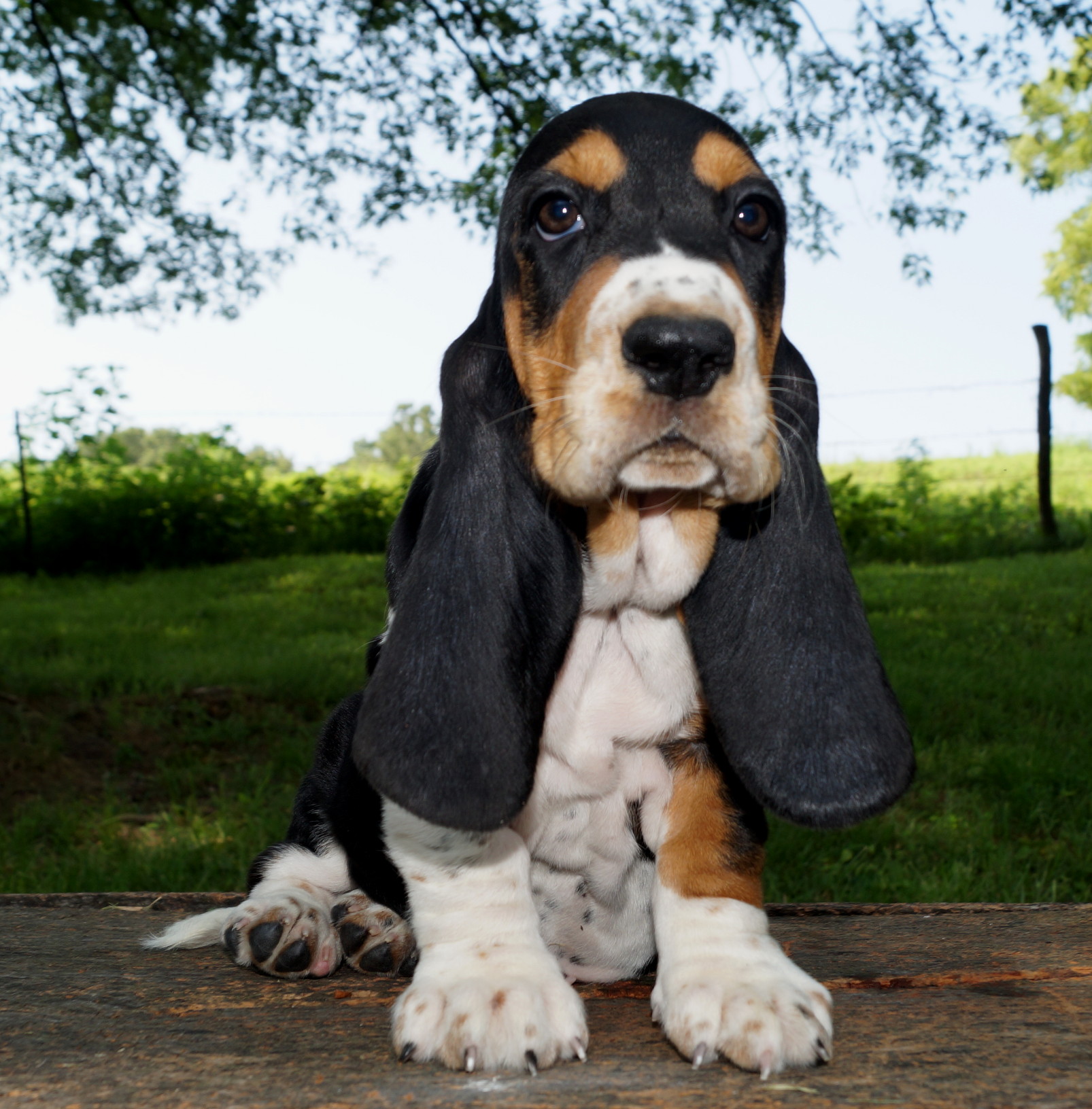 Basset Puppies - Stonewall Farm in Ava, MO
