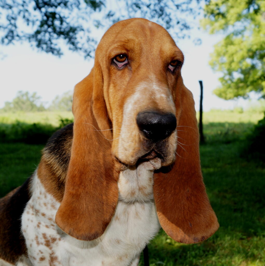 Basset Hound Studs - Stonewall Farm in Ava, MO
