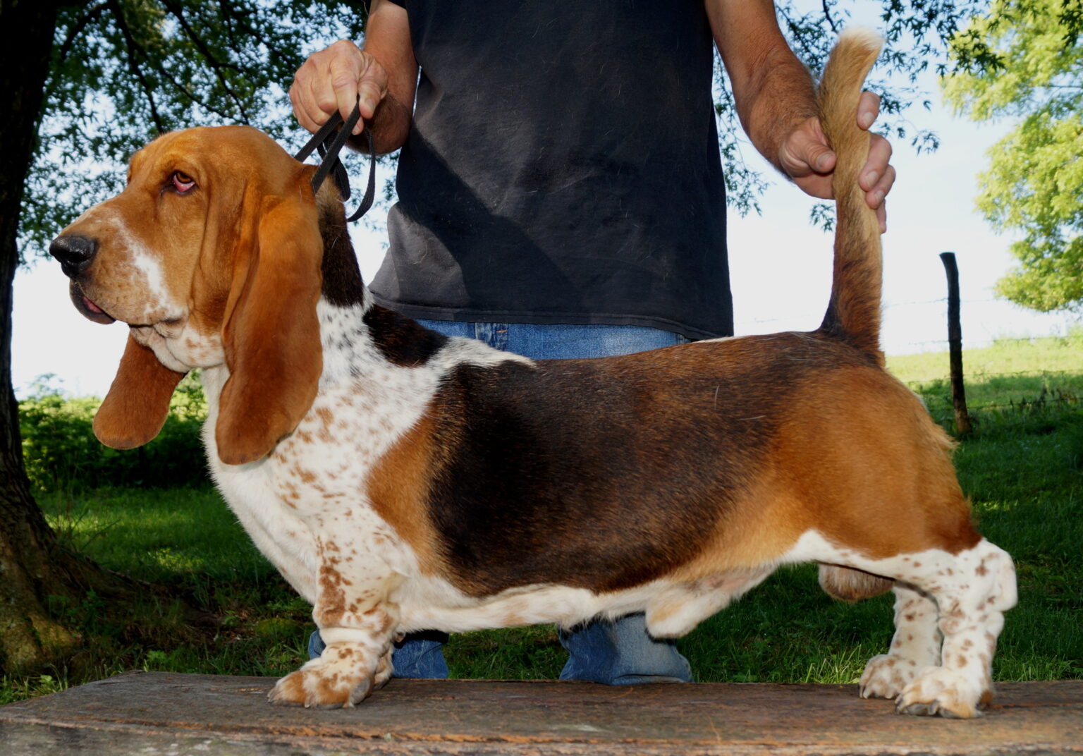 Basset Hound Studs - Stonewall Farm in Ava, MO