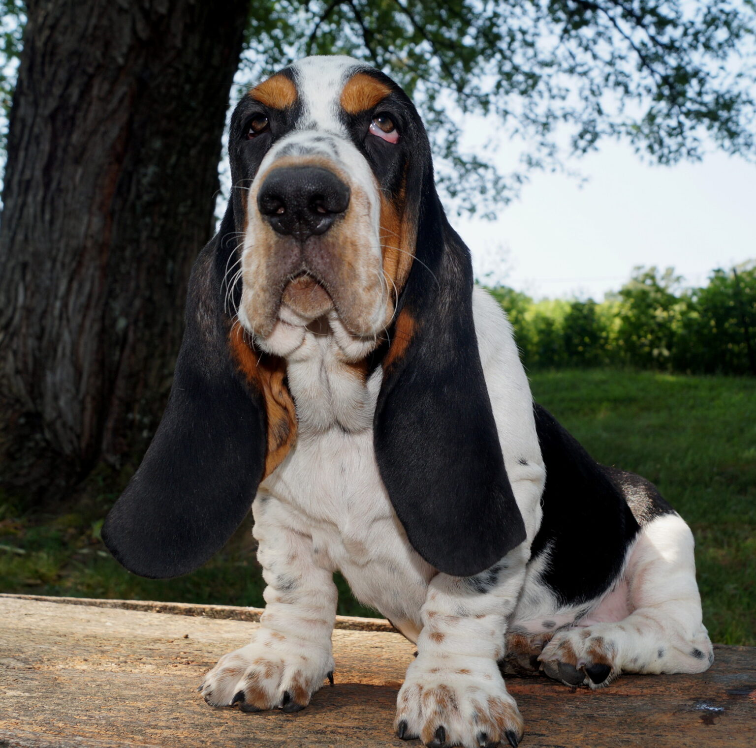 Basset Puppies - Stonewall Farm in Ava, MO