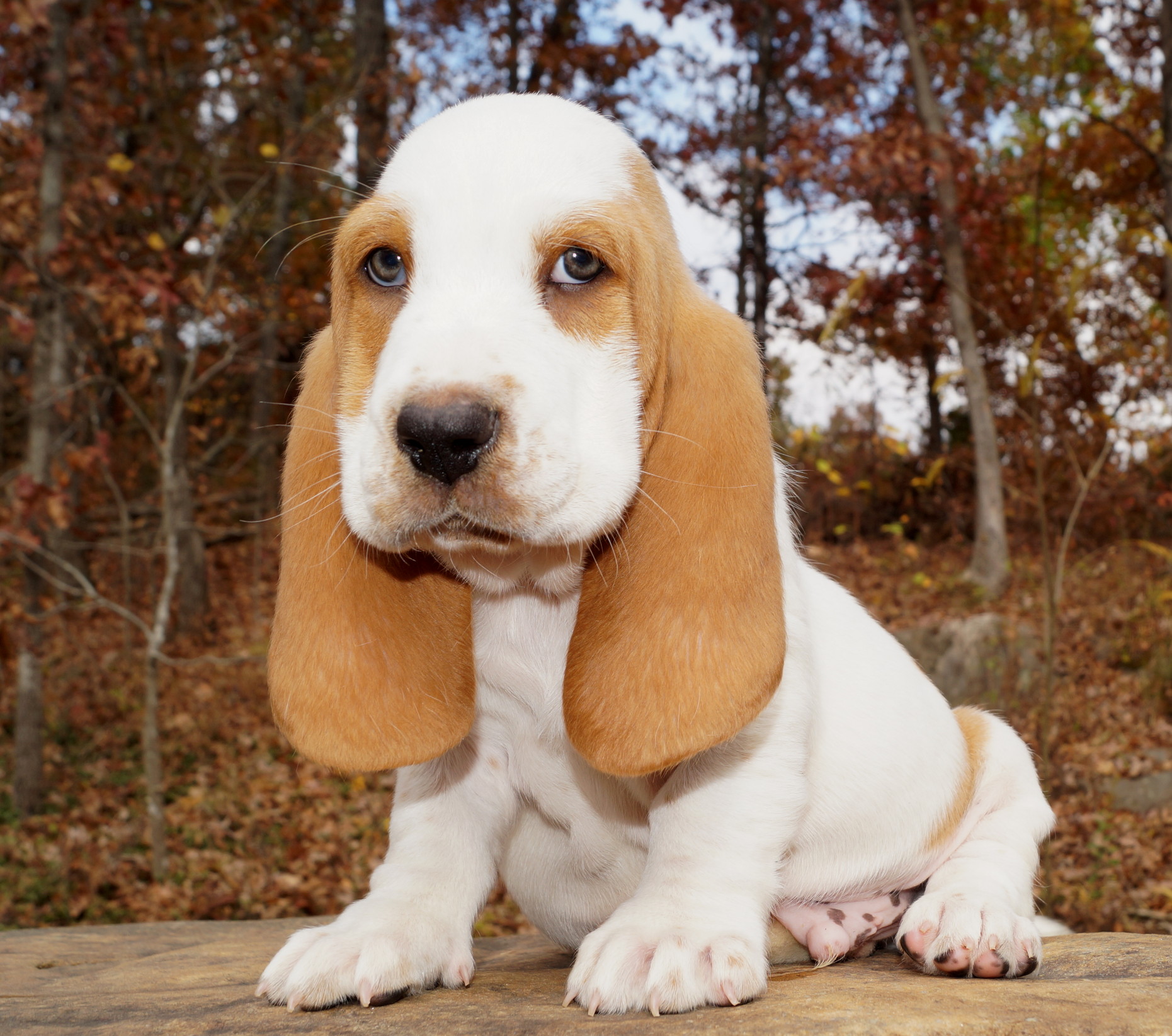 Basset Puppies - Stonewall Farm in Ava, MO