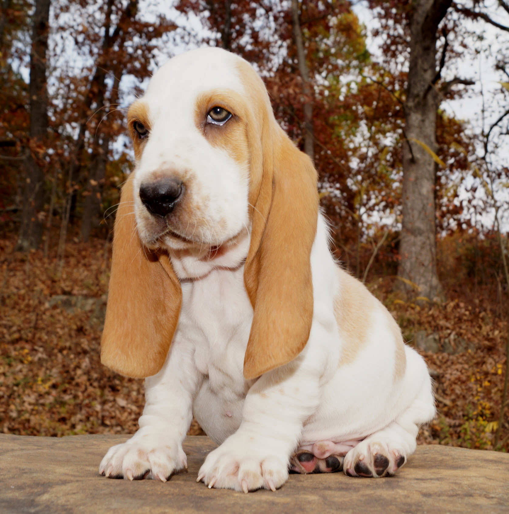 Basset Puppies - Stonewall Farm in Ava, MO