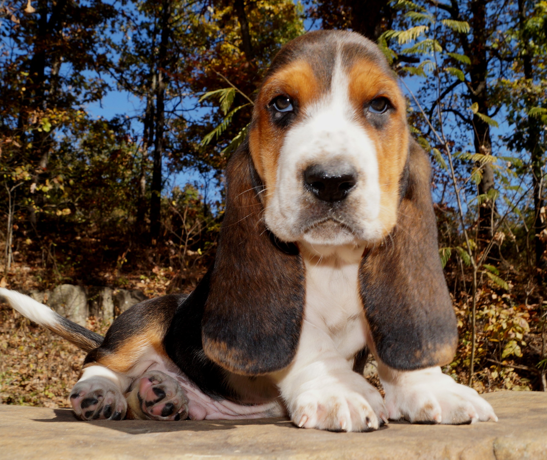 Basset Puppies - Stonewall Farm in Ava, MO