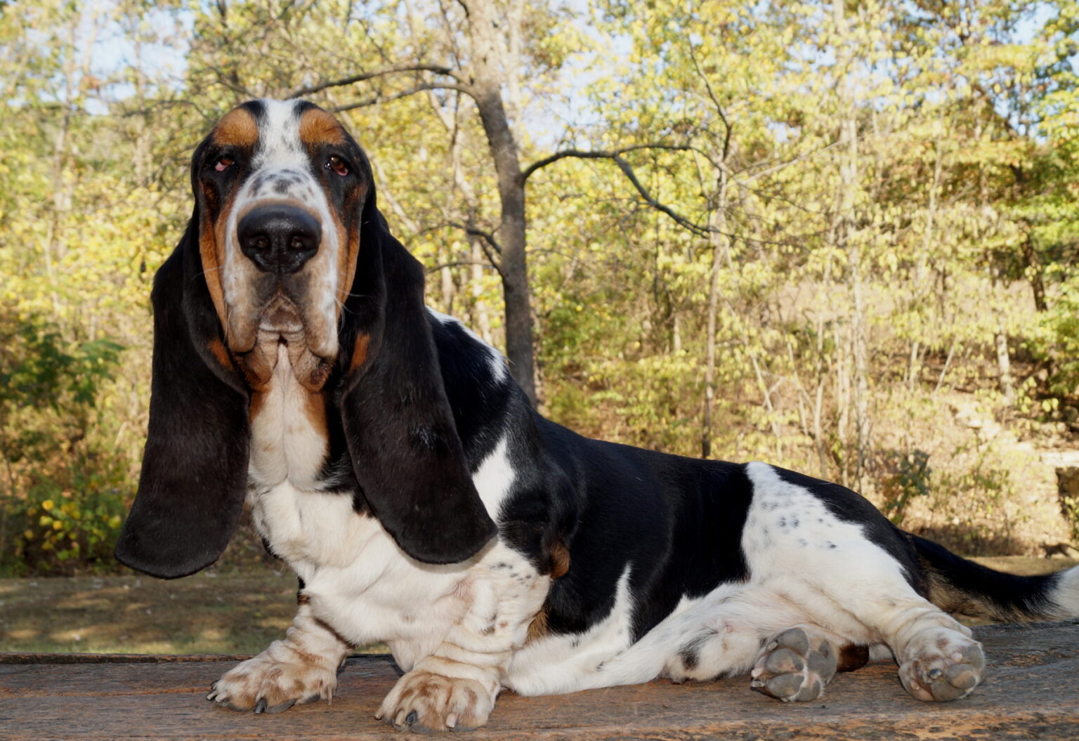 Basset Hound Studs - Stonewall Farm in Ava, MO