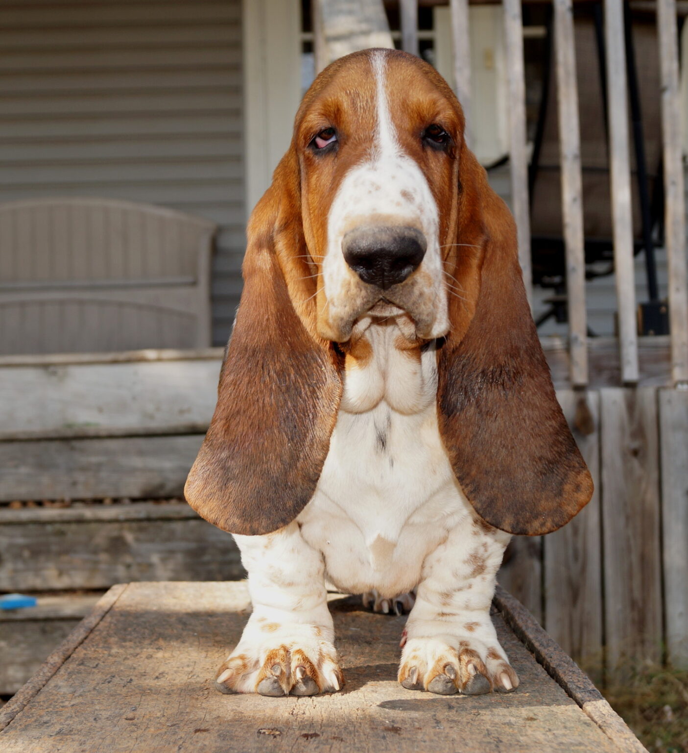 Basset Puppies - Stonewall Farm in Ava, MO