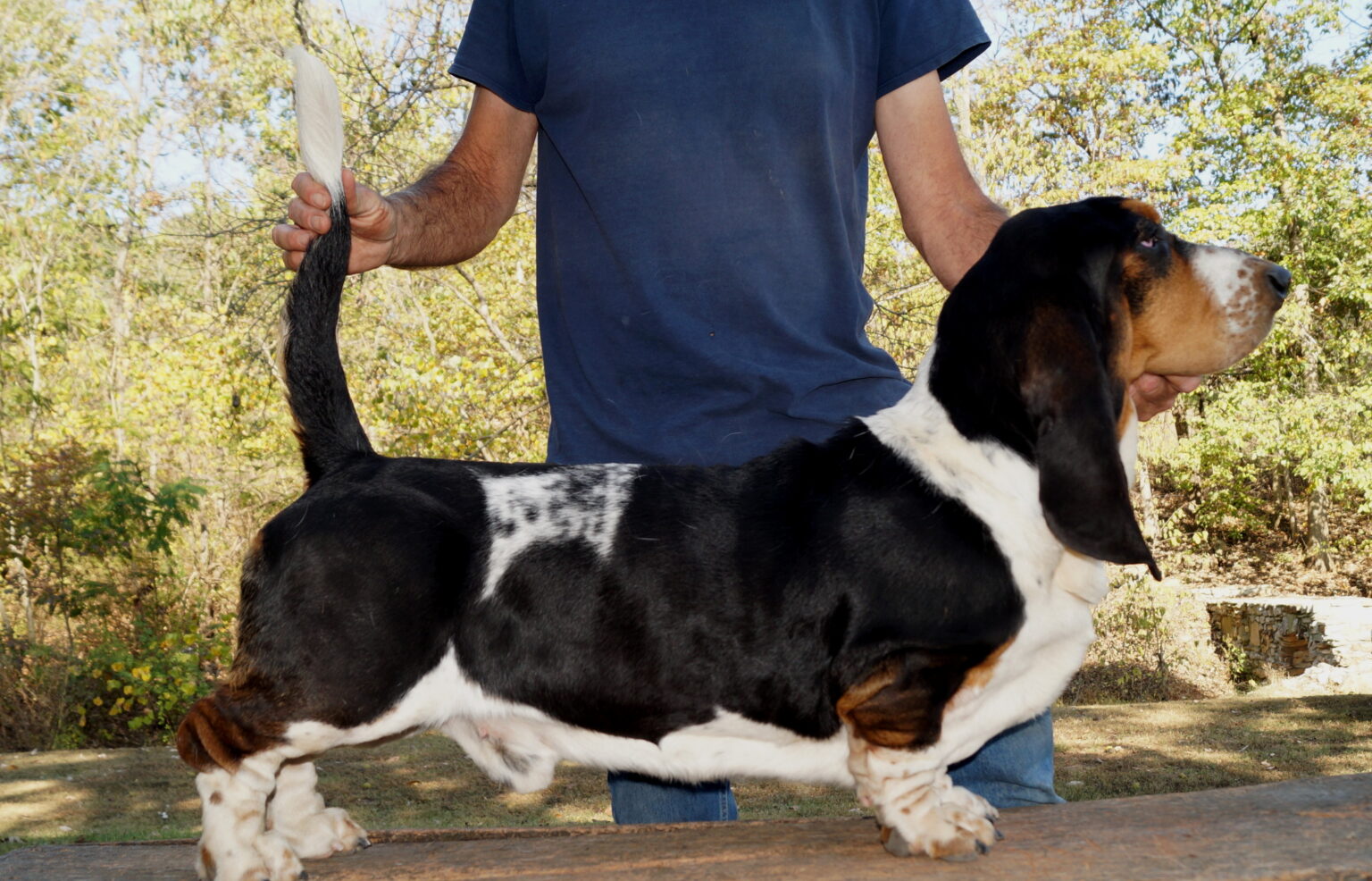 Basset Hound Studs - Stonewall Farm in Ava, MO