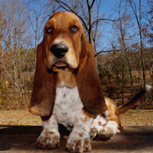 Basset Puppies - Stonewall Farm in Ava, MO