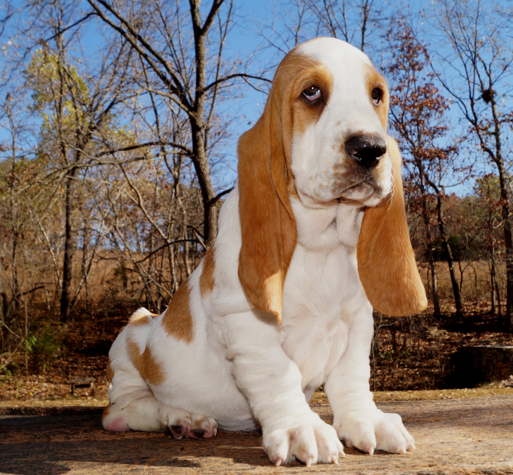 Basset Puppies - Stonewall Farm in Ava, MO
