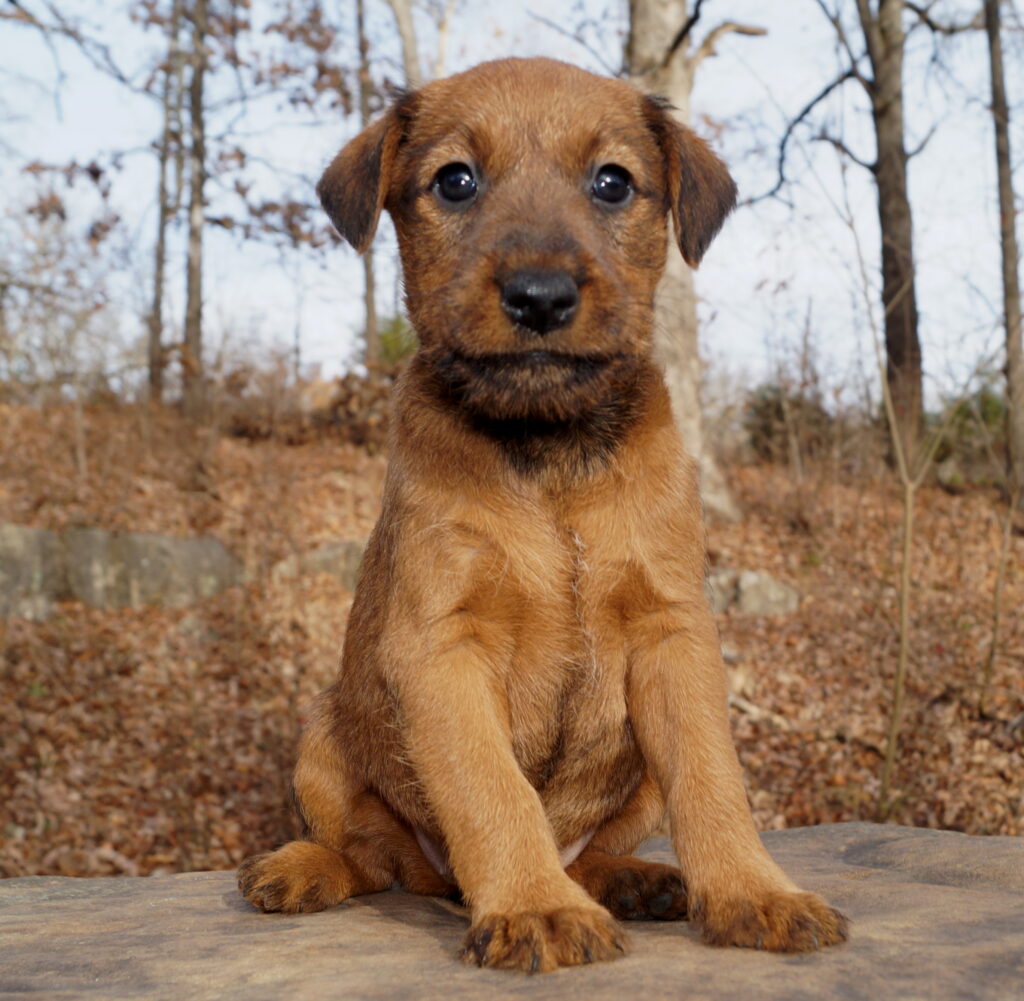 Irish Terriers - Stonewall Farm