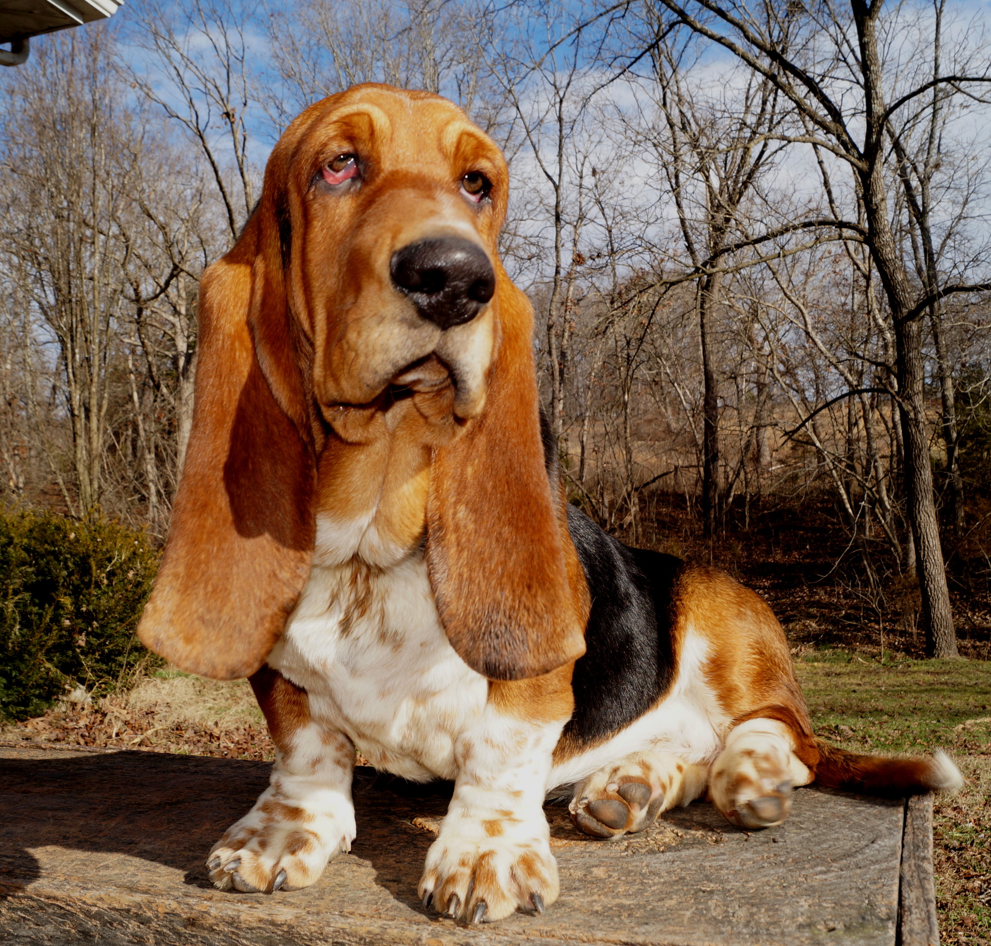 Basset Puppies - Stonewall Farm in Ava, MO