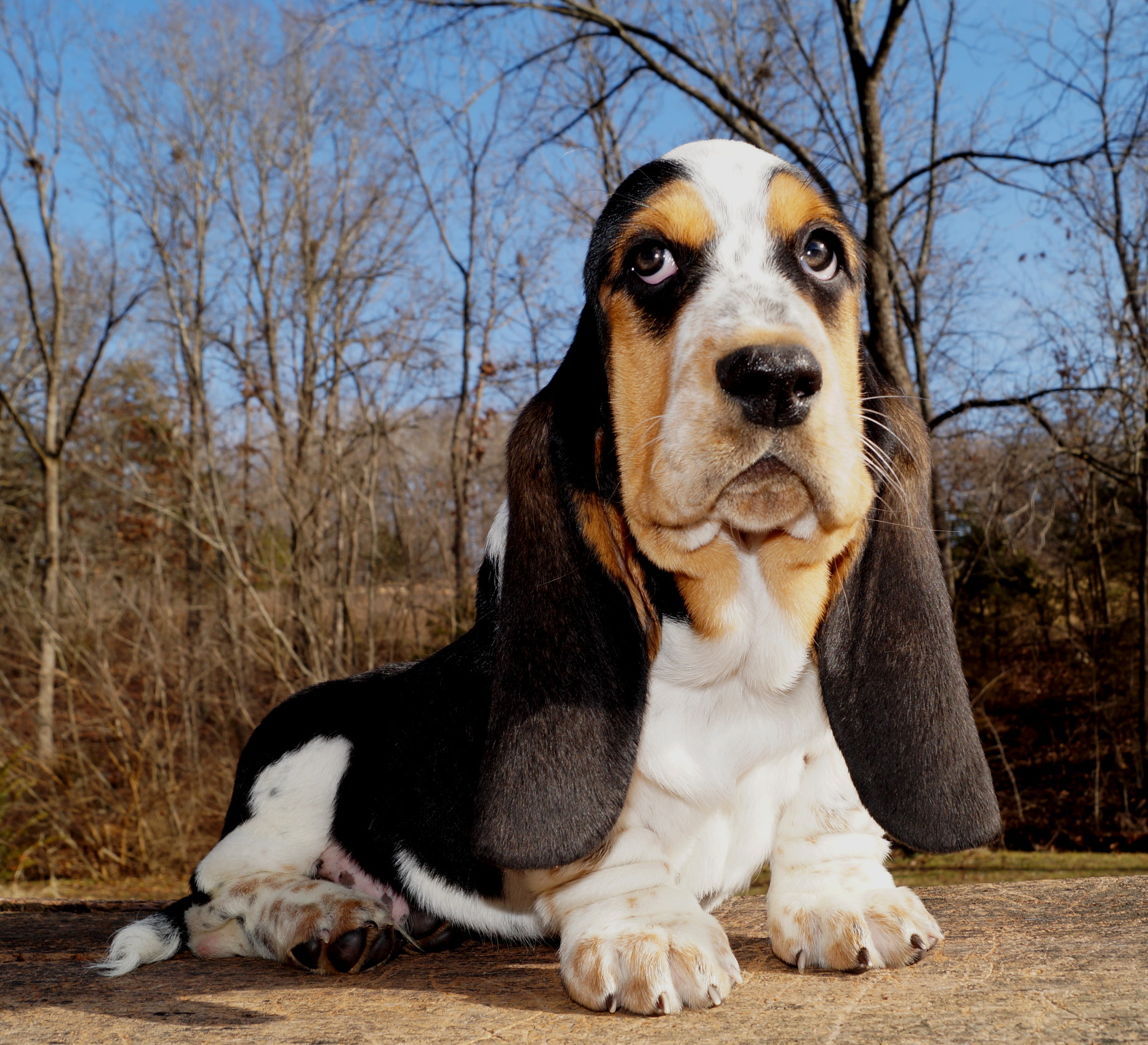 Basset Puppies - Stonewall Farm in Ava, MO