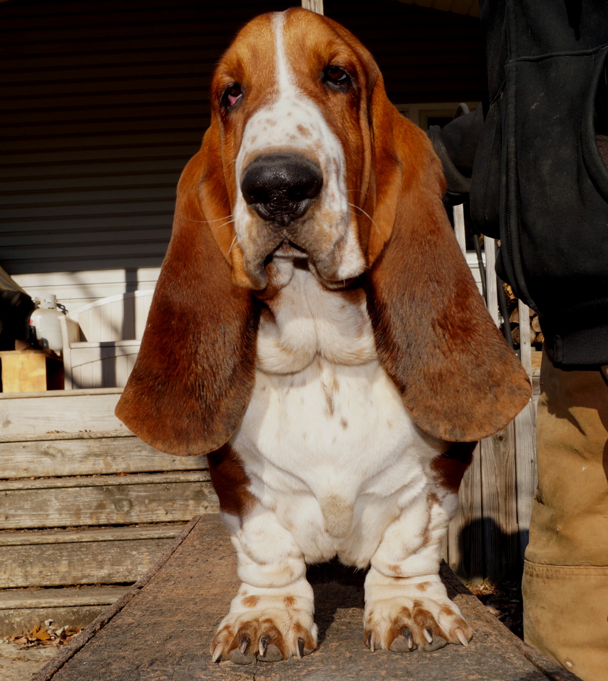 Basset Puppies - Stonewall Farm in Ava, MO