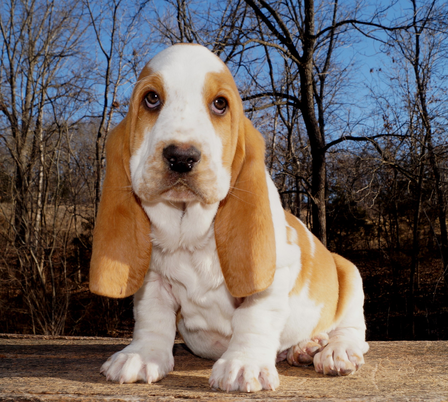 Basset Puppies - Stonewall Farm in Ava, MO