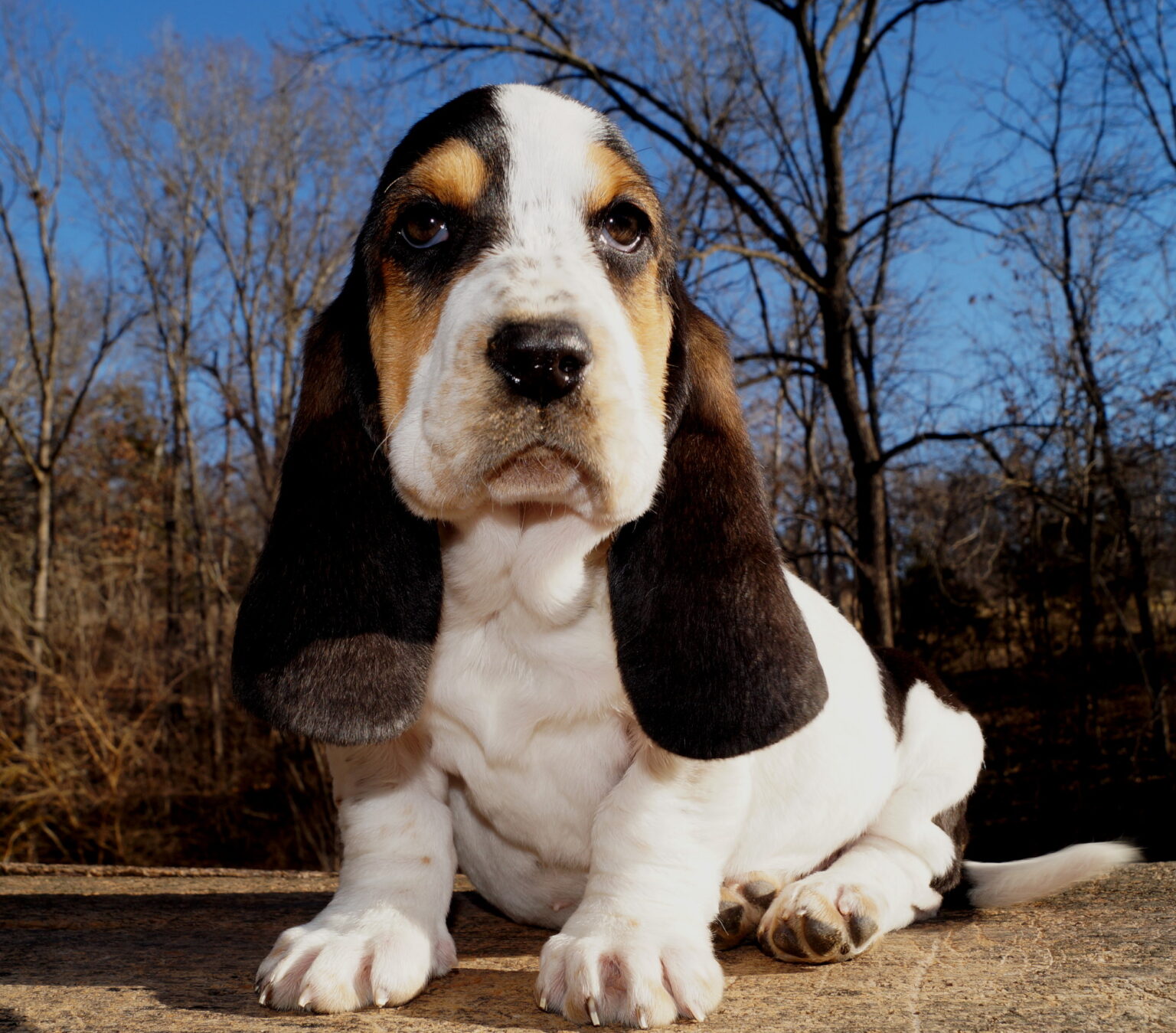 Basset Puppies - Stonewall Farm in Ava, MO