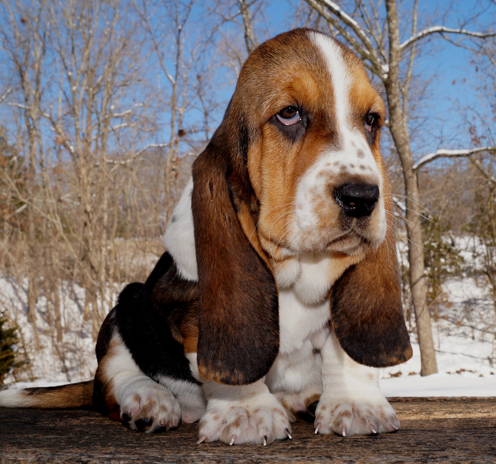 Basset Puppies - Stonewall Farm in Ava, MO