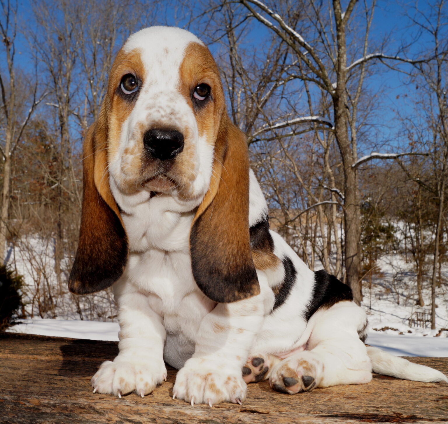 Basset Puppies - Stonewall Farm in Ava, MO