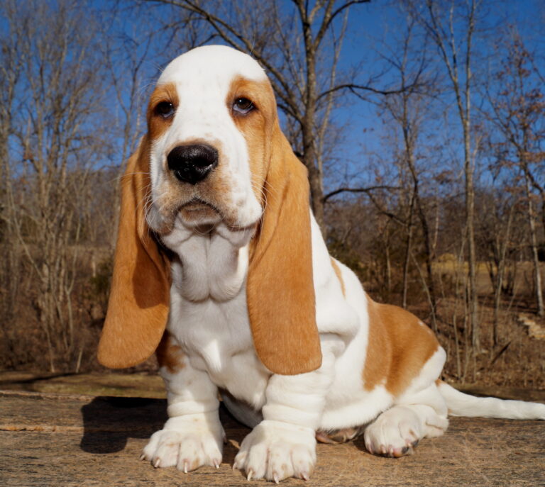Basset Puppies - Stonewall Farm in Ava, MO