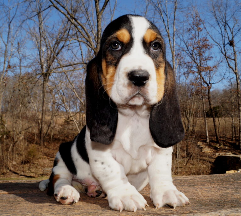 Basset Puppies - Stonewall Farm in Ava, MO