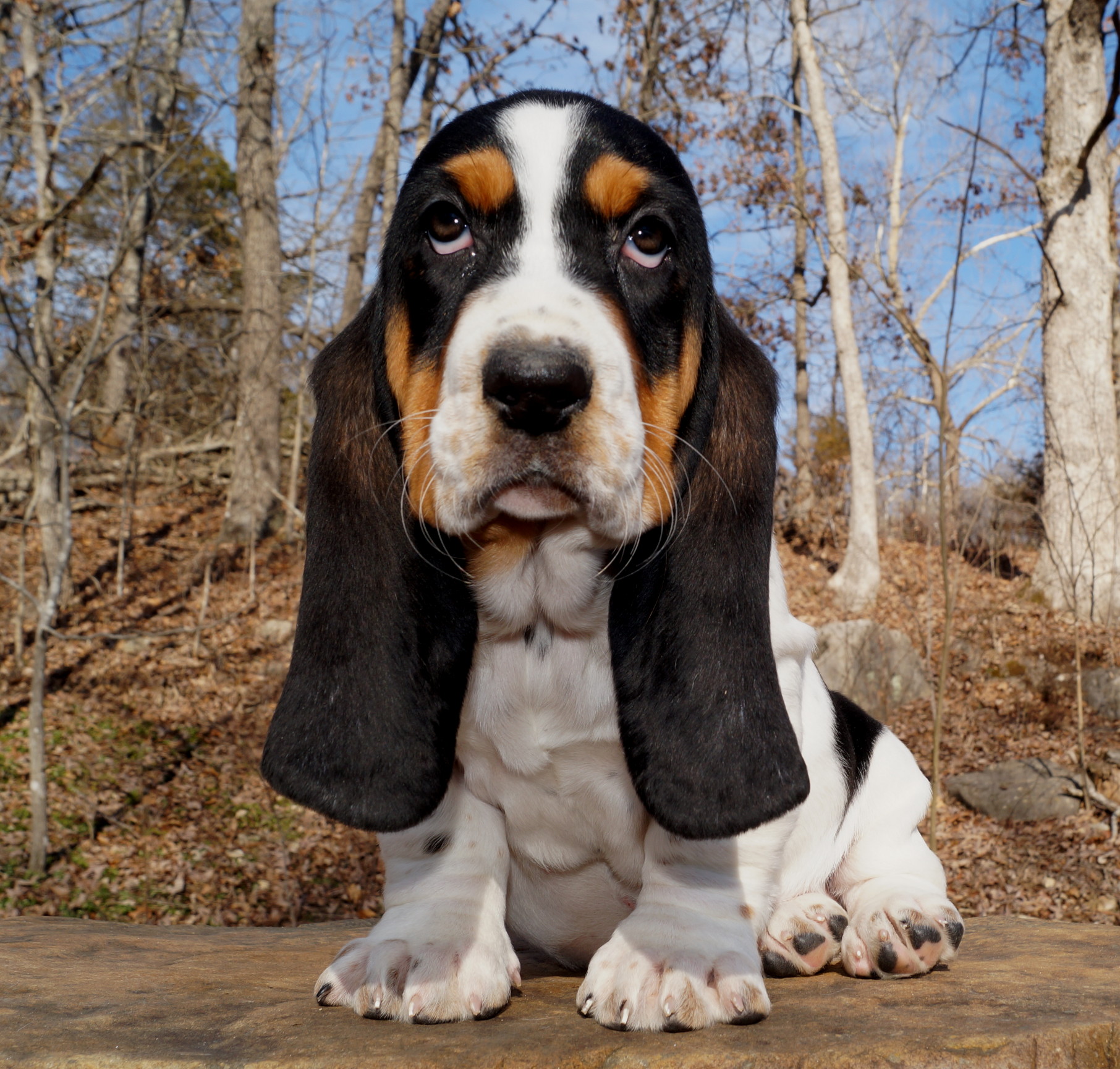 Basset Puppies - Stonewall Farm in Ava, MO