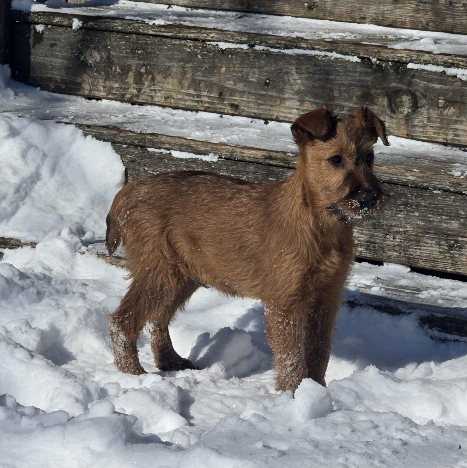 Irish Terriers - Stonewall Farm
