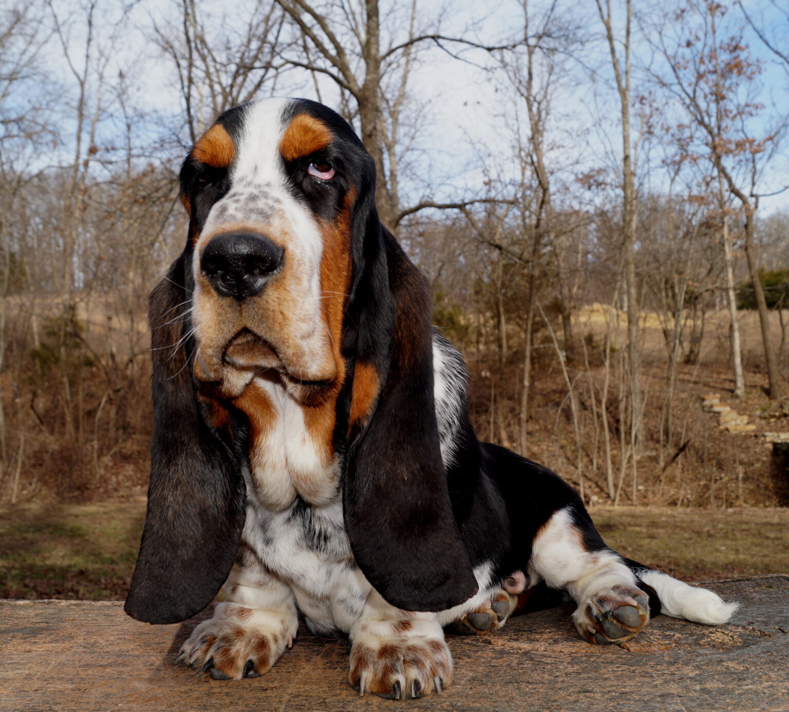 Basset Puppies - Stonewall Farm in Ava, MO