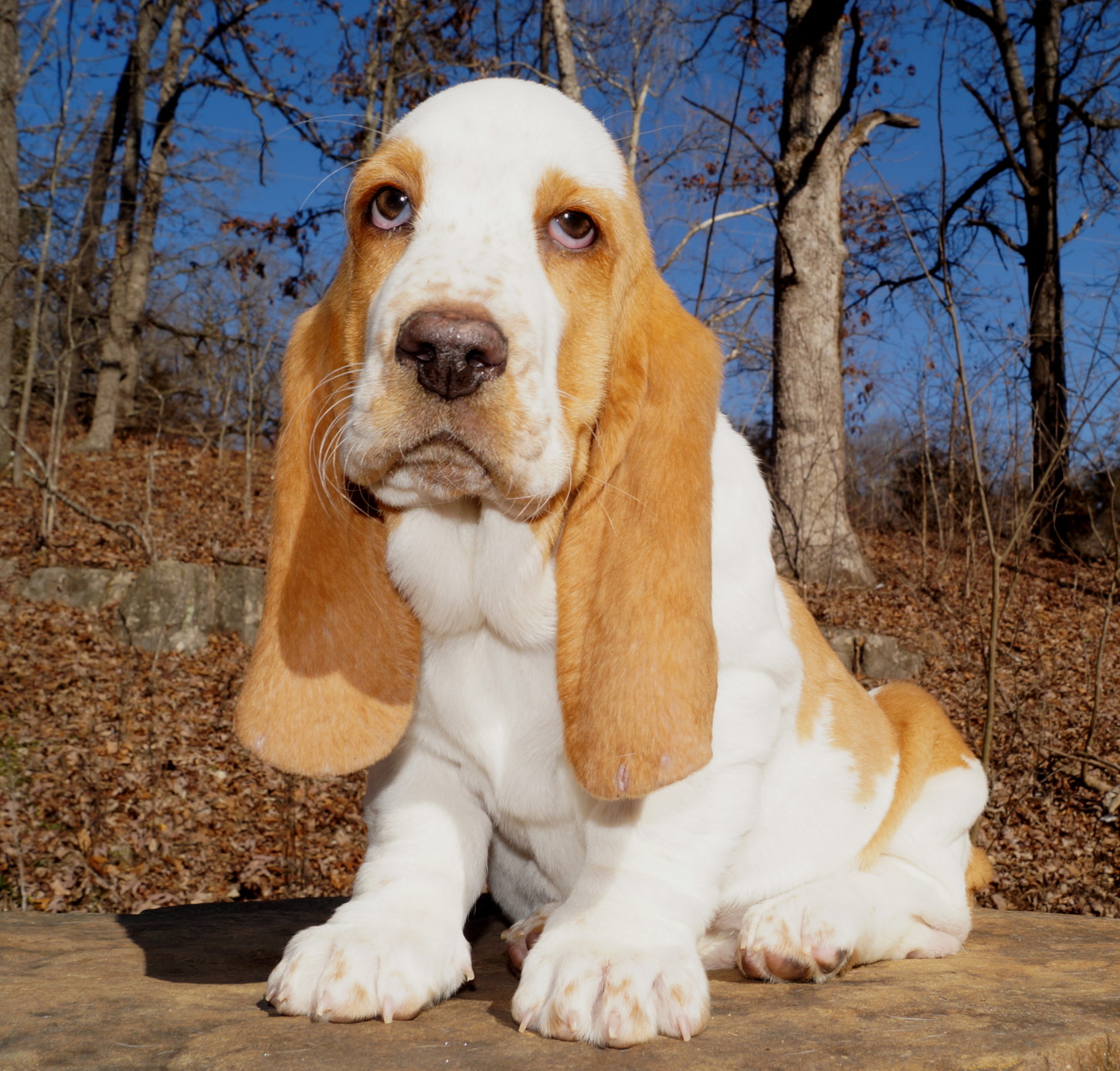Basset Puppies - Stonewall Farm in Ava, MO