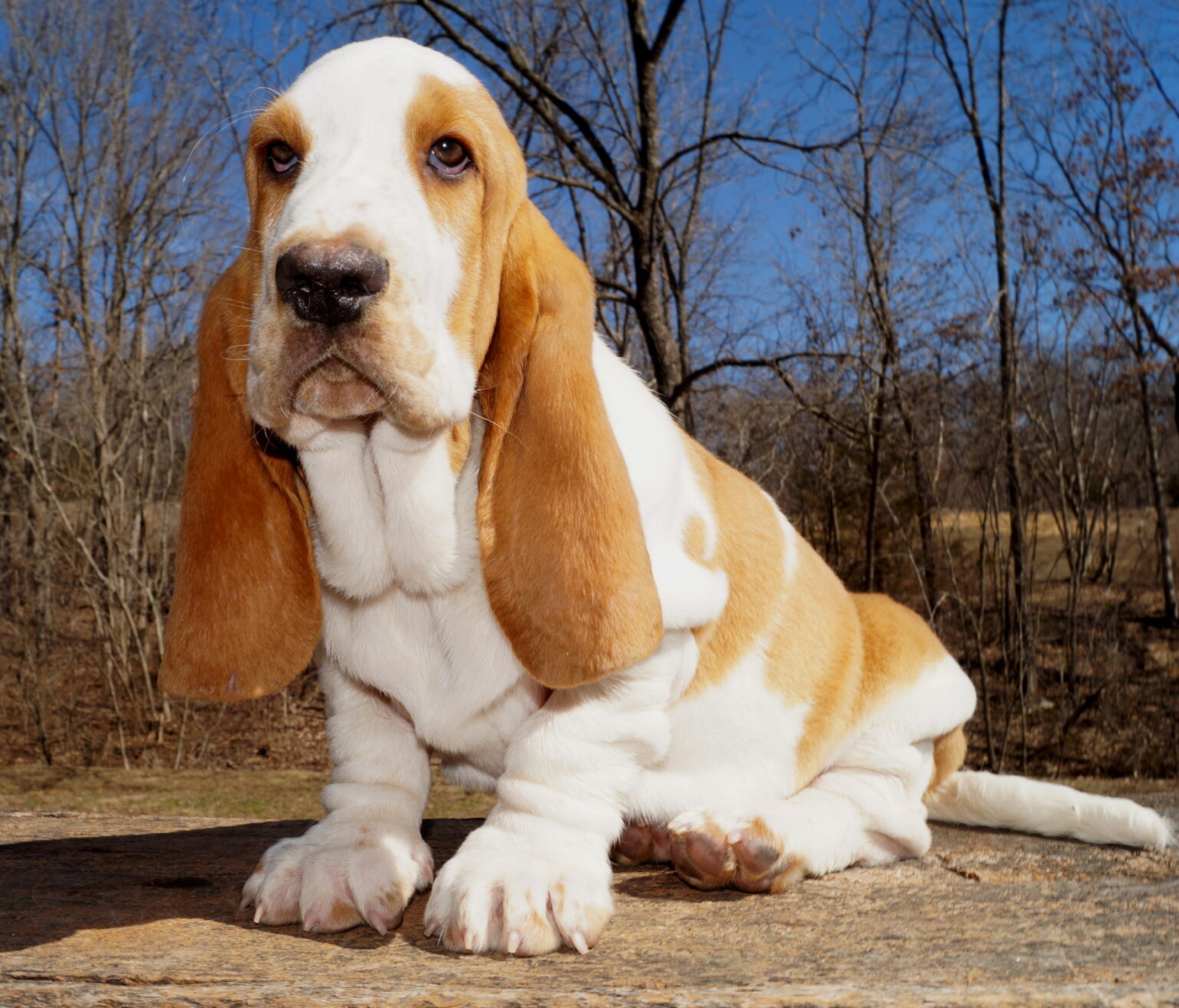 Basset Puppies - Stonewall Farm in Ava, MO
