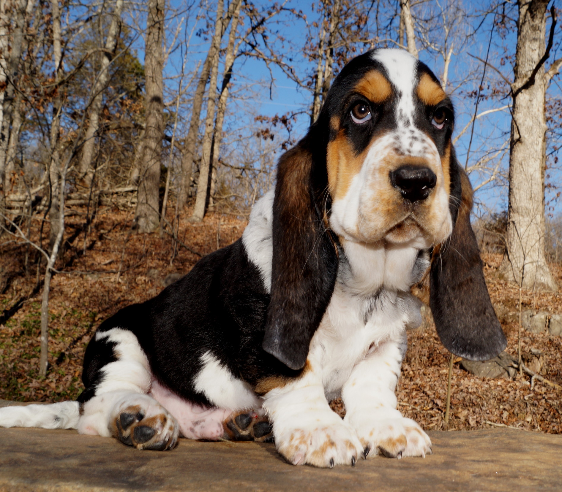 Basset Puppies - Stonewall Farm in Ava, MO