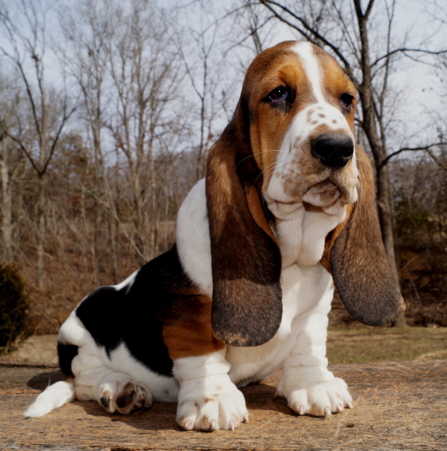 Basset Puppies - Stonewall Farm in Ava, MO