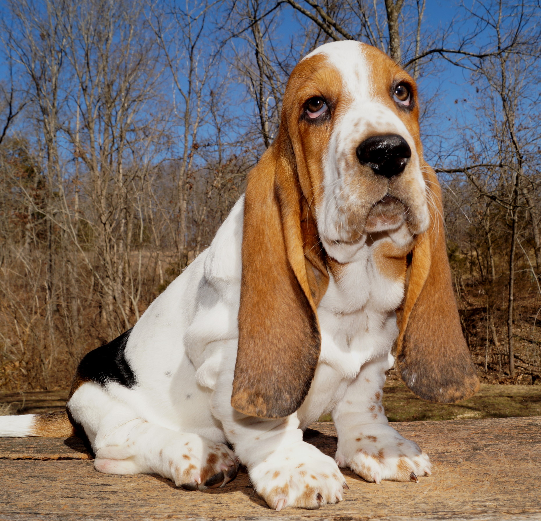 Basset Puppies - Stonewall Farm in Ava, MO