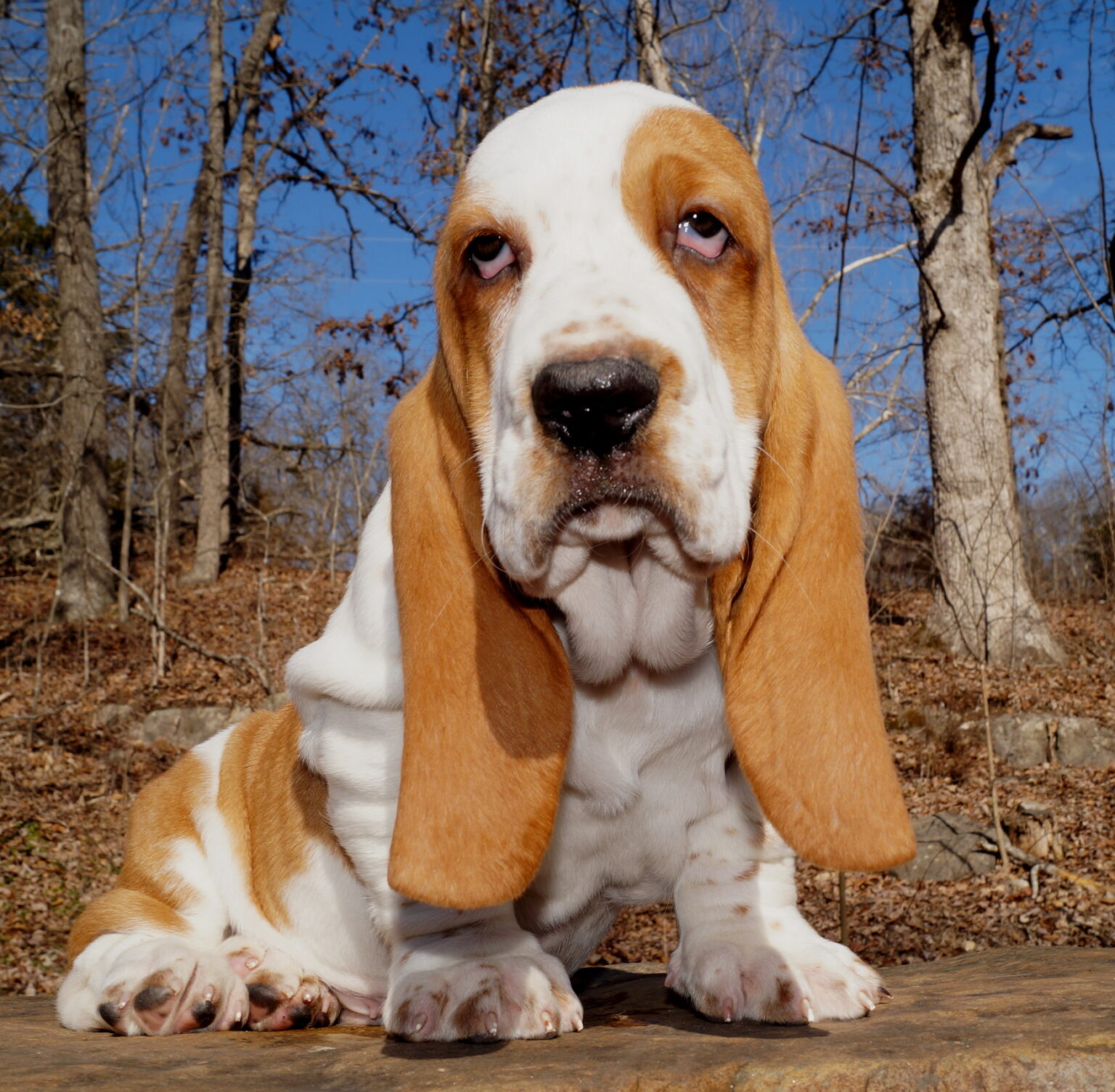Basset Puppies - Stonewall Farm in Ava, MO