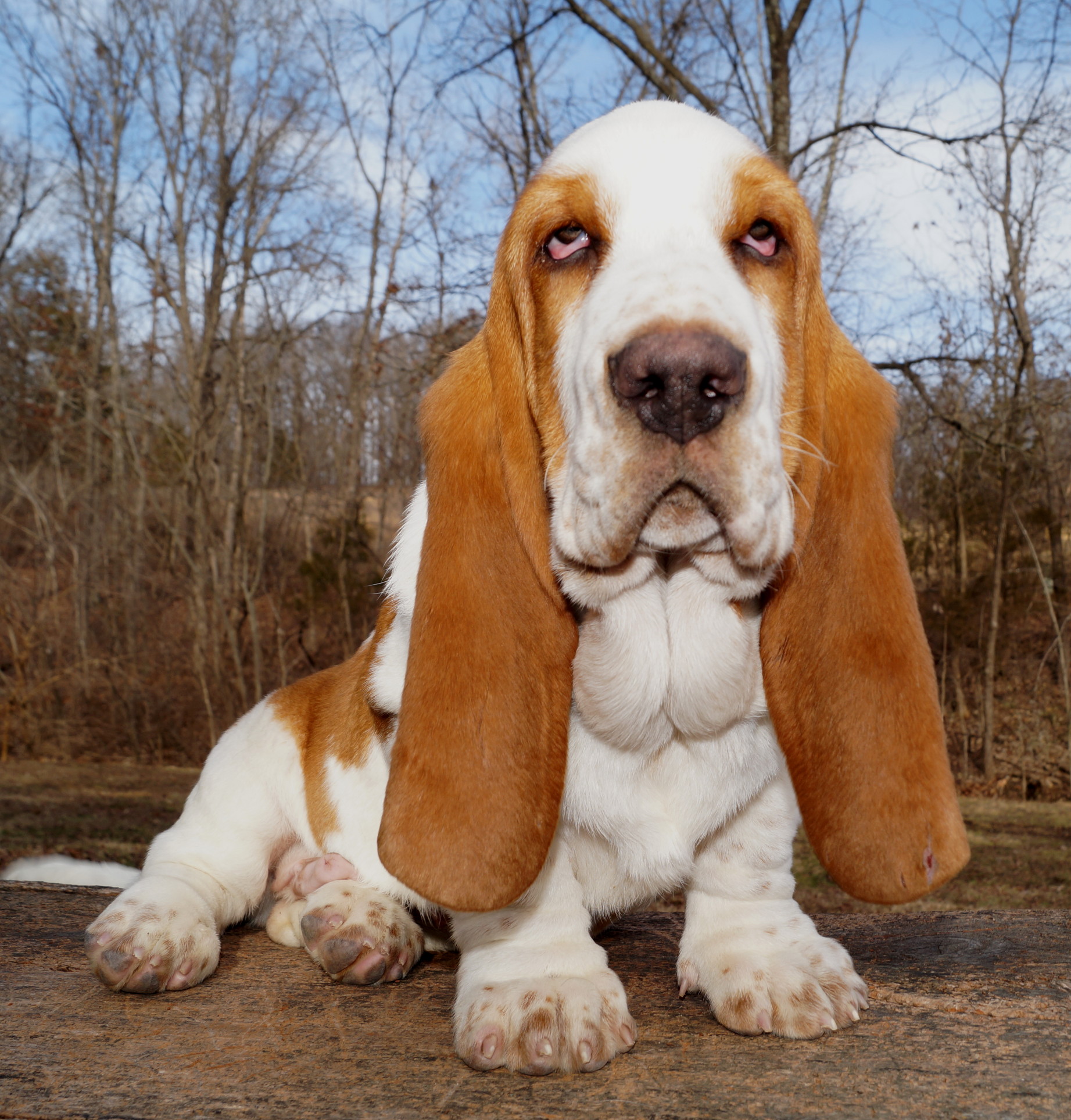 Basset Puppies - Stonewall Farm in Ava, MO