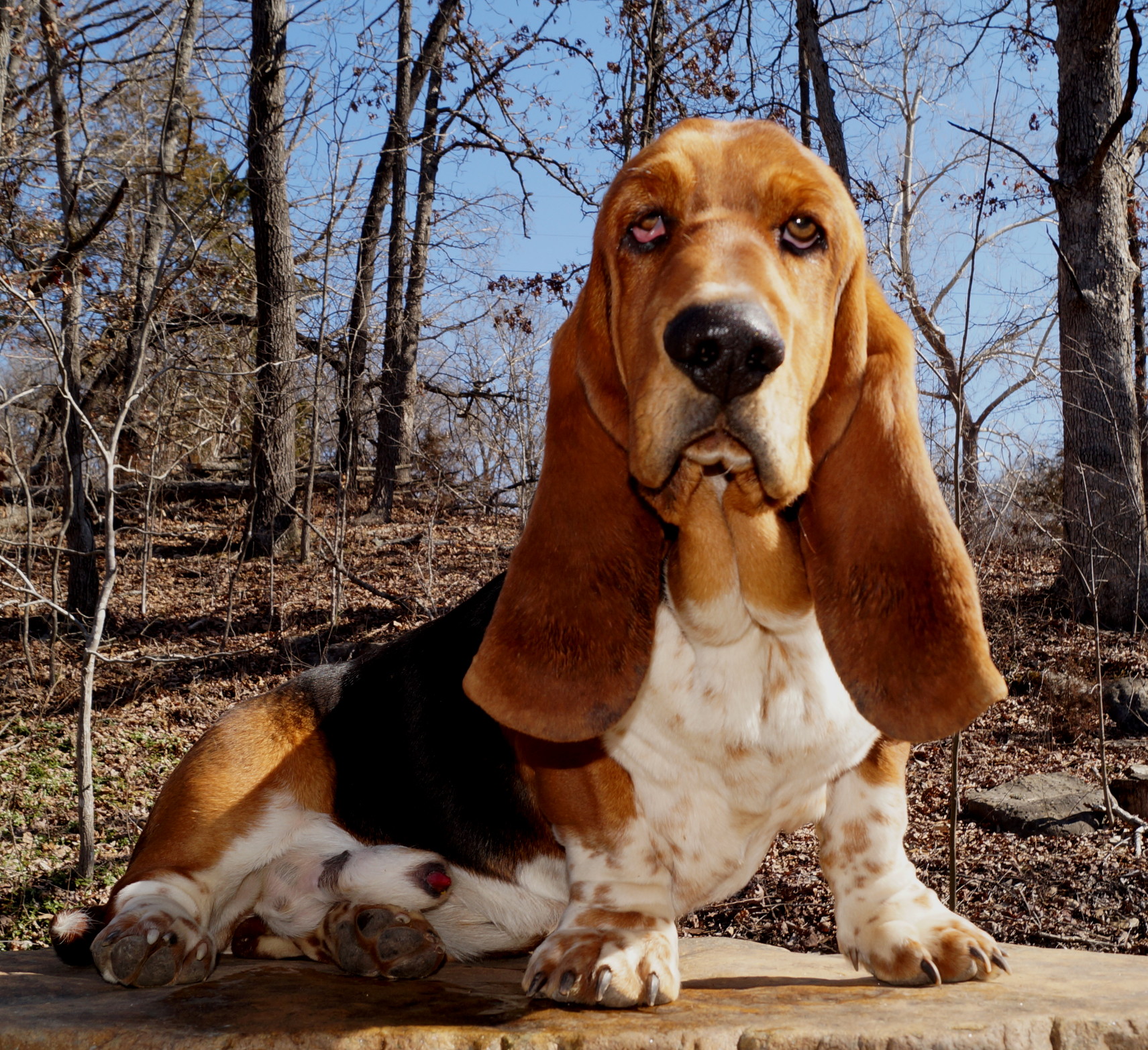 Basset Puppies - Stonewall Farm in Ava, MO