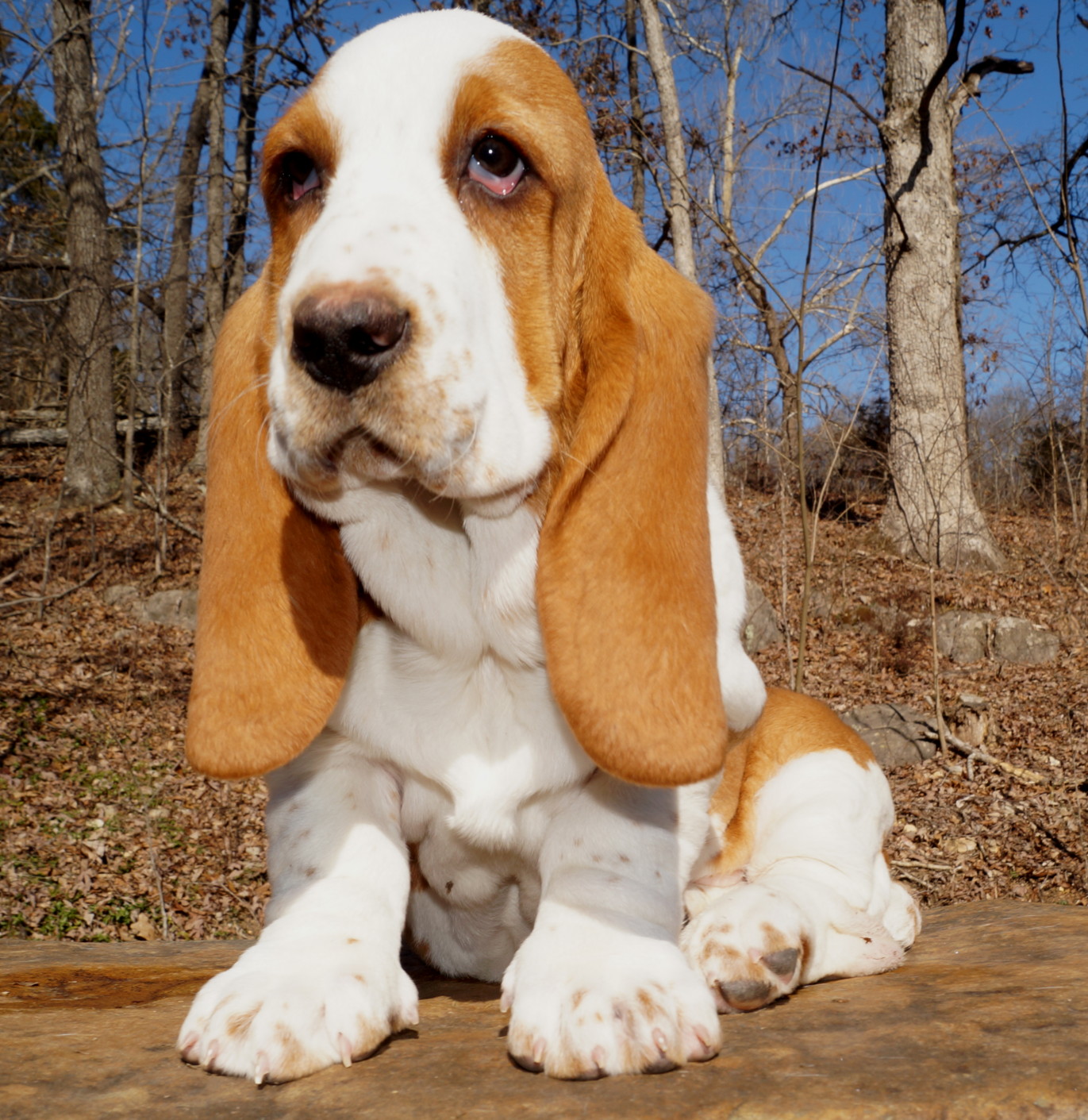 Basset Puppies - Stonewall Farm in Ava, MO