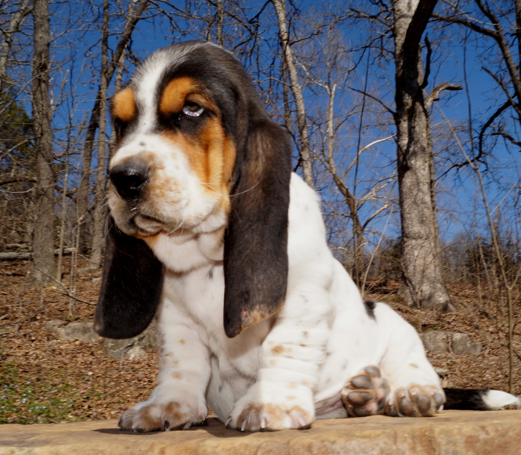 Basset Puppies - Stonewall Farm in Ava, MO