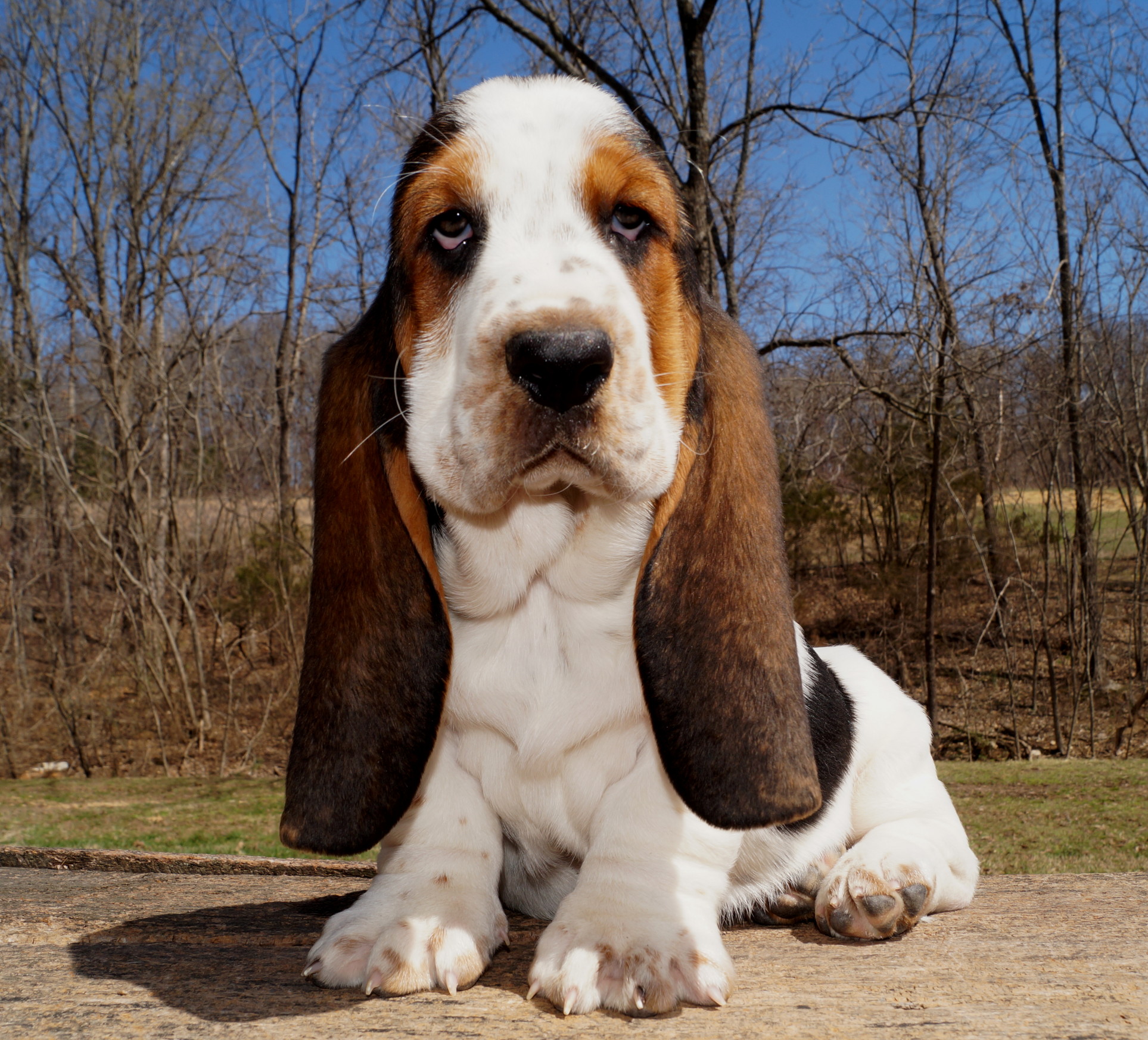 Basset Puppies - Stonewall Farm in Ava, MO