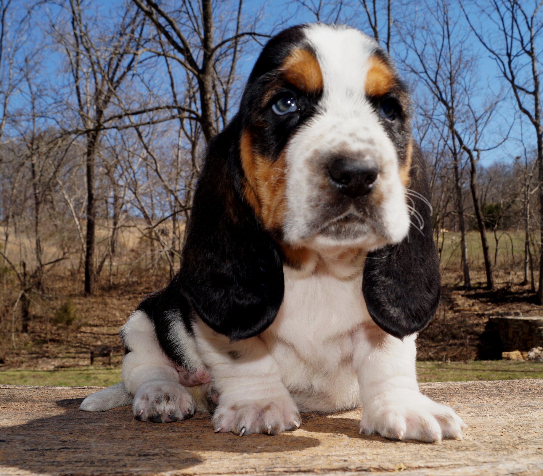 Basset Puppies - Stonewall Farm in Ava, MO