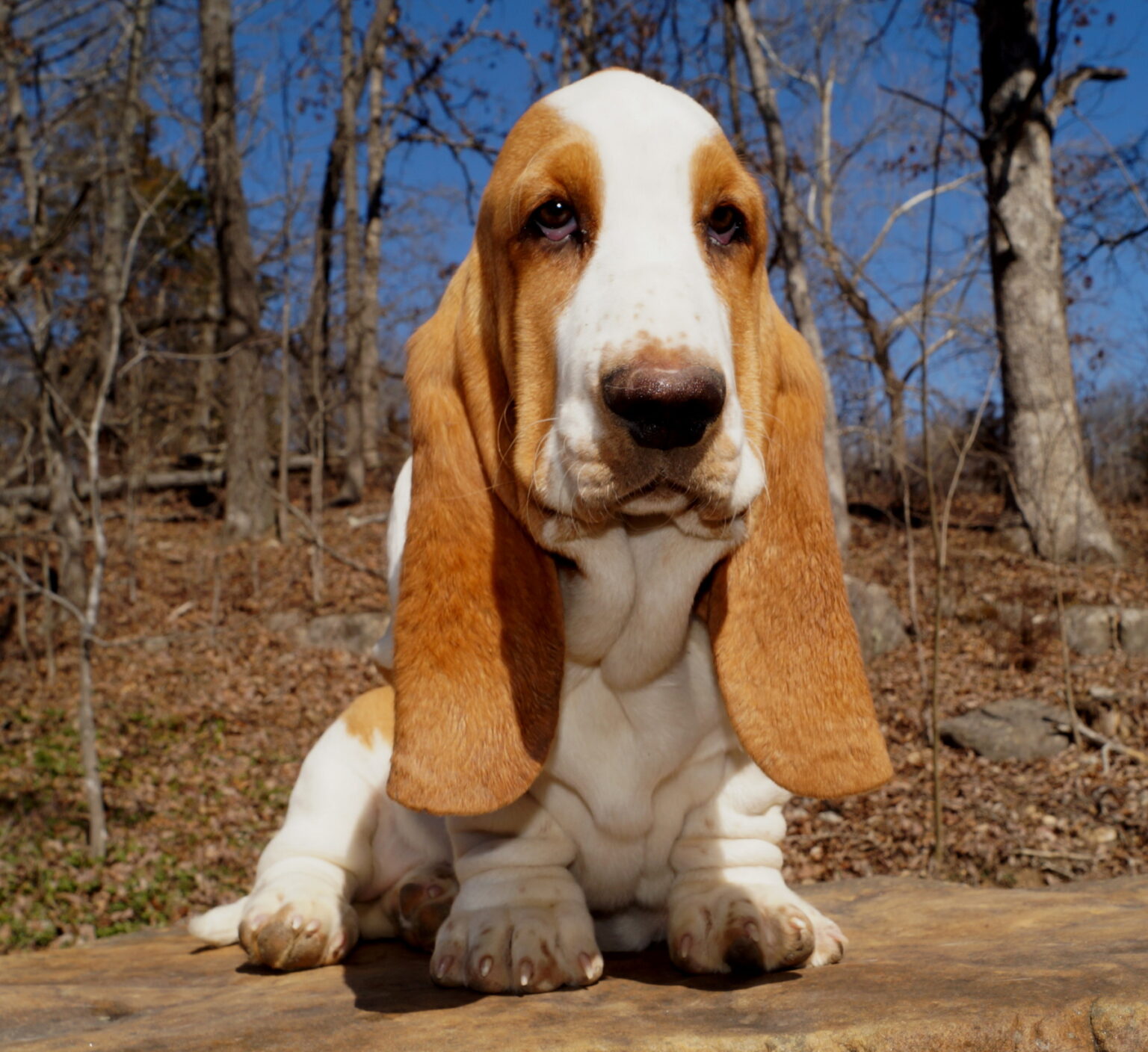Basset Puppies - Stonewall Farm in Ava, MO