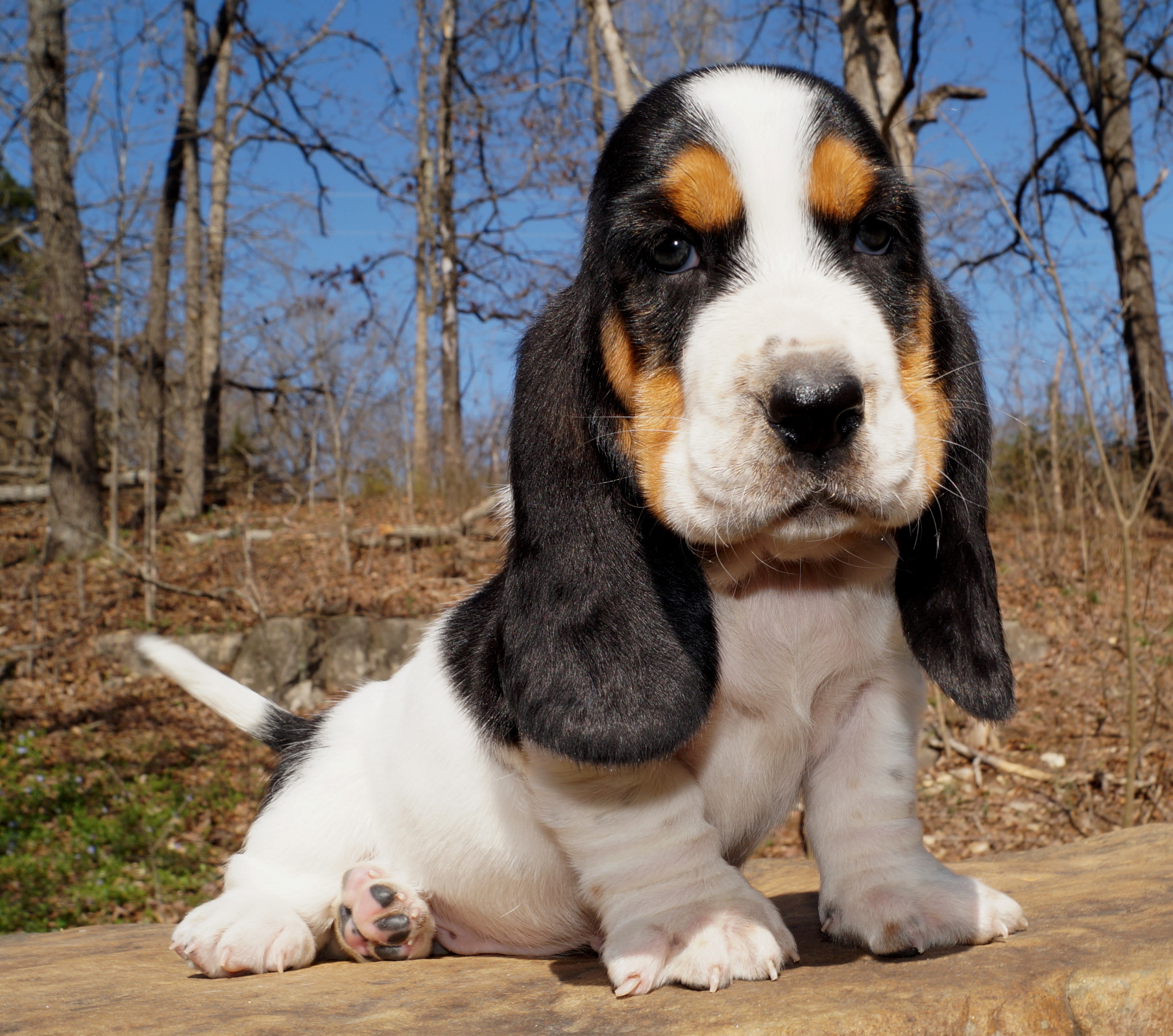 Basset Puppies - Stonewall Farm in Ava, MO