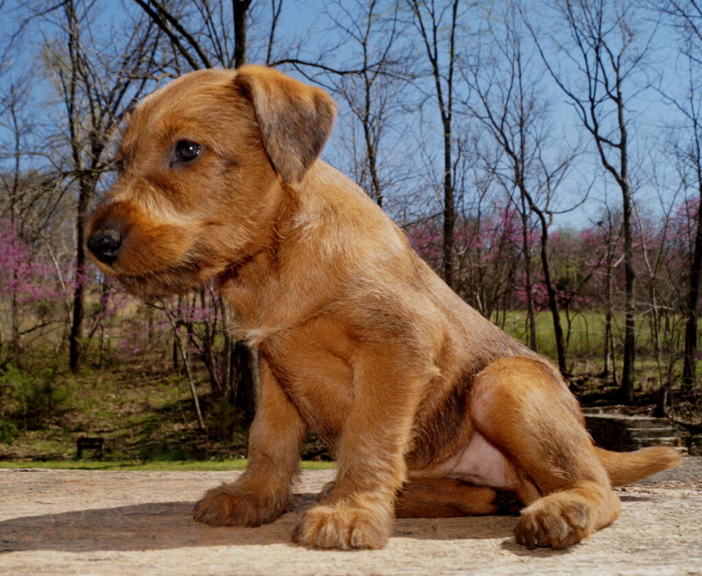 Irish Terriers - Stonewall Farm