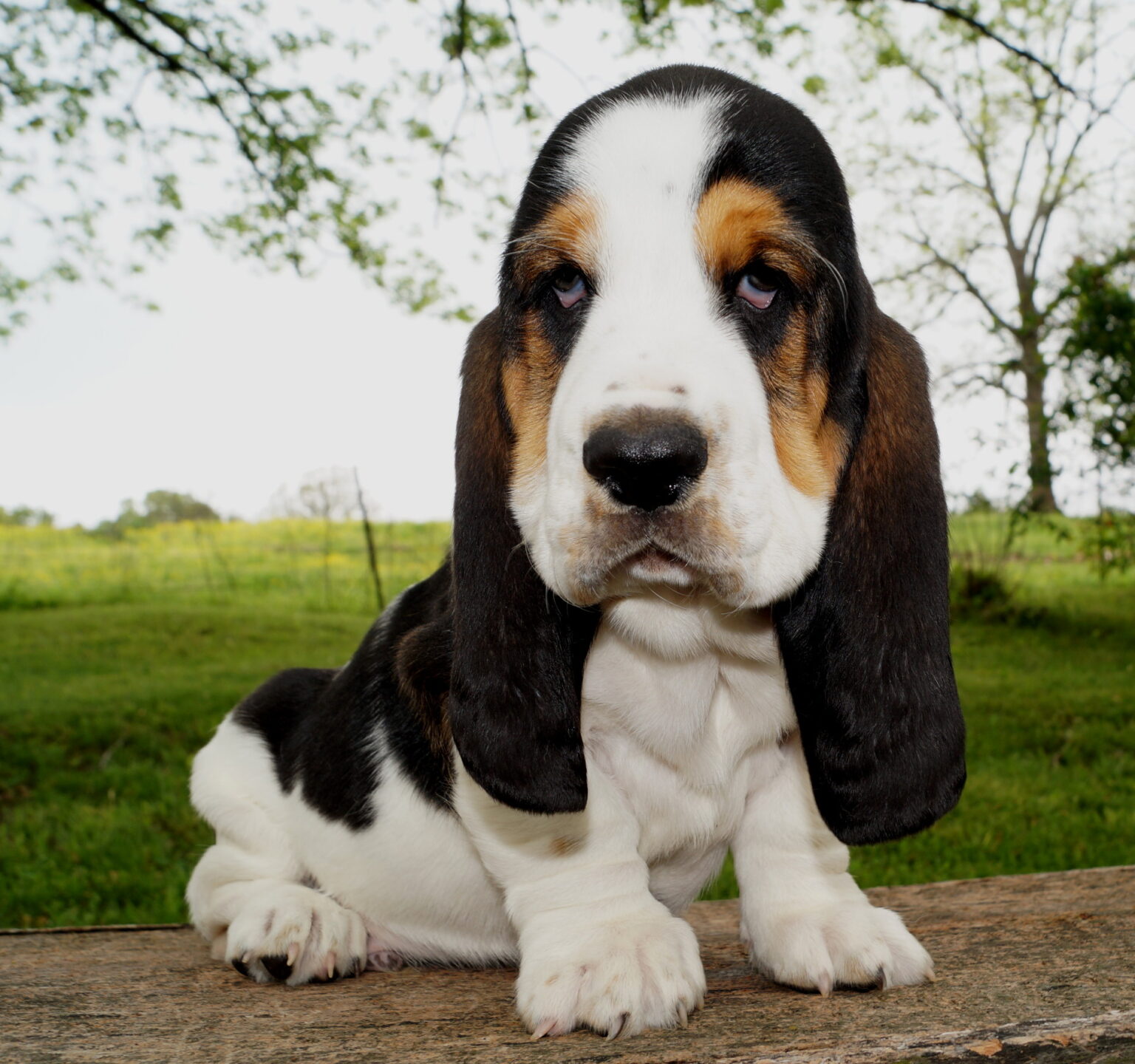 Basset Puppies - Stonewall Farm in Ava, MO