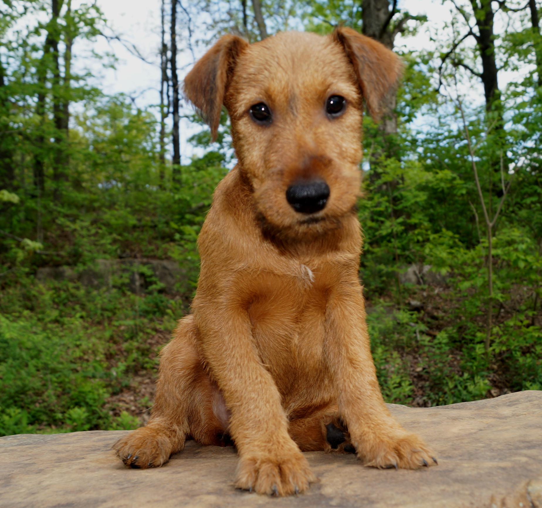 Irish Terriers - Stonewall Farm