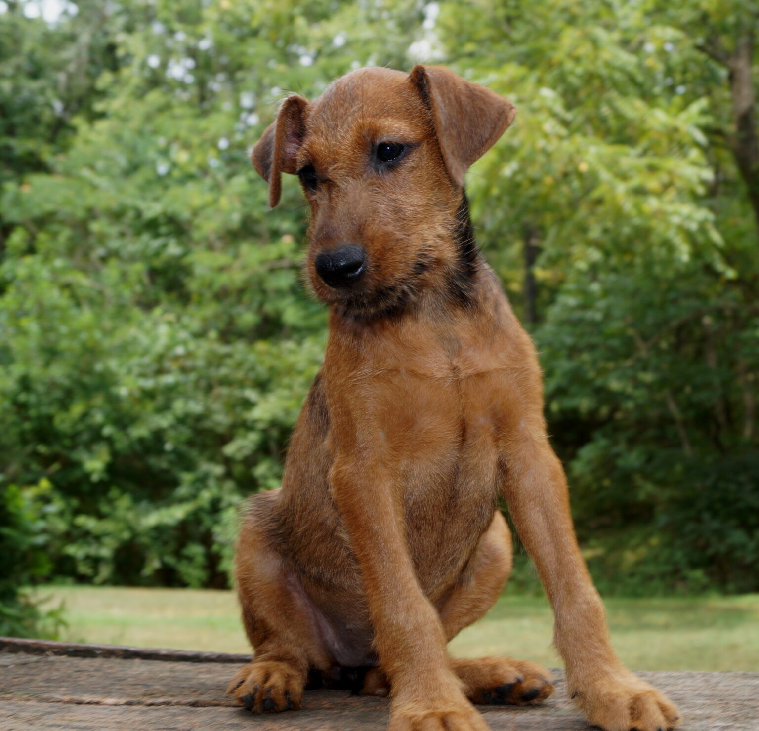 Irish Terriers - Stonewall Farm