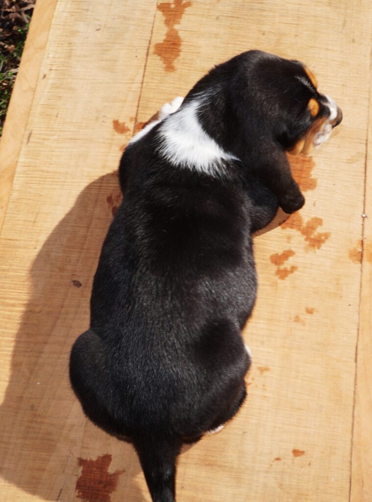 Marco - Stonewall Farm